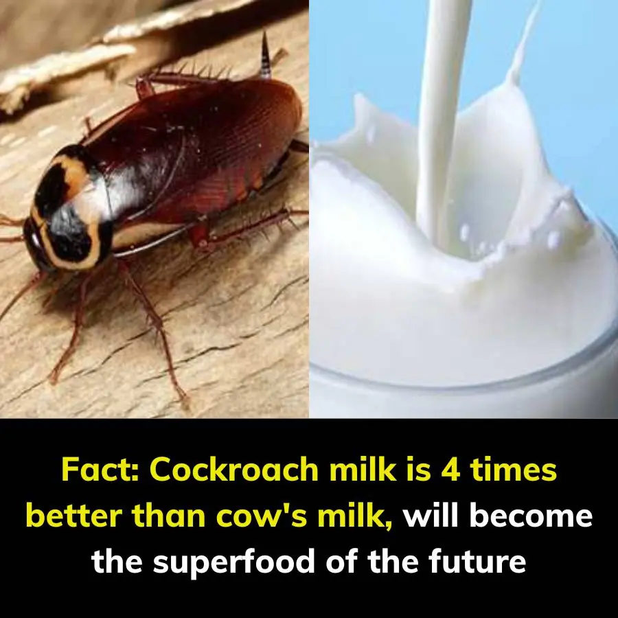 Cockroach milk is 4 times better than cow's milk
