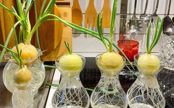 Preventing the Flu Naturally: The Power of Placing or Growing Onions in ...