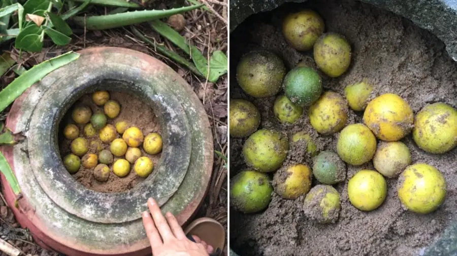 Keep lemons fresh all year with this hack!