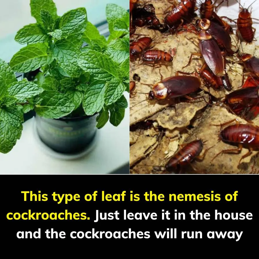 This type of leaf is the nemesis of cockroaches