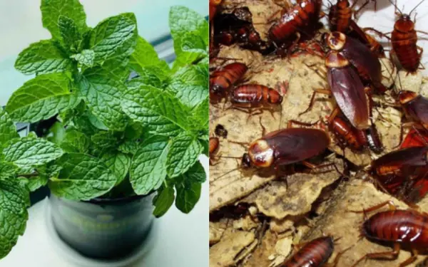 This type of leaf is the nemesis of cockroaches