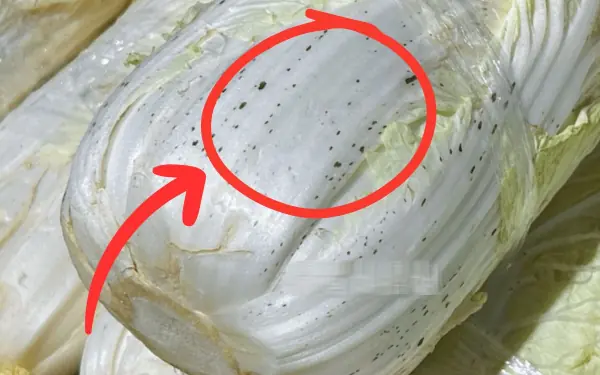 What are these black spots on napa cabbage stalks?