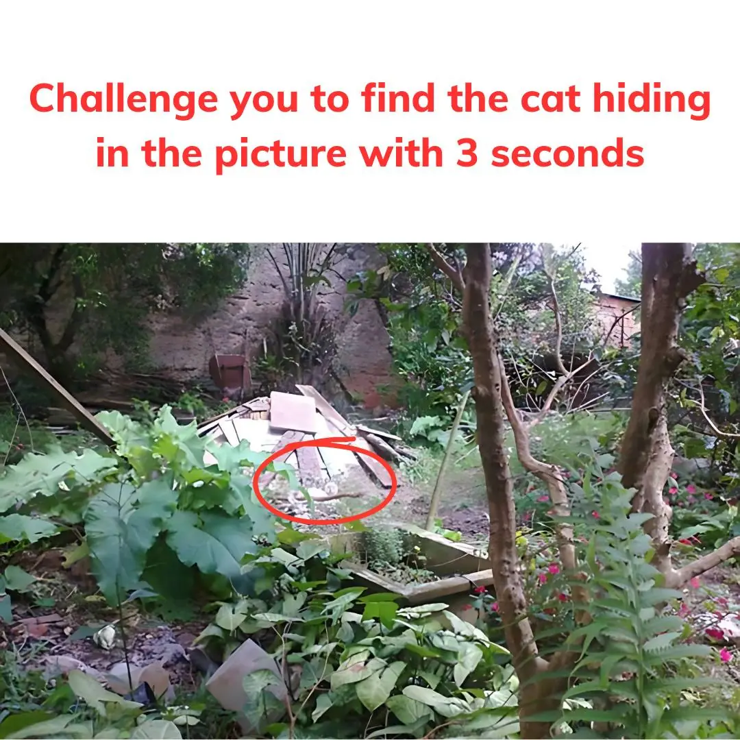 Challenge you to find the cat hiding in the picture with 3 seconds