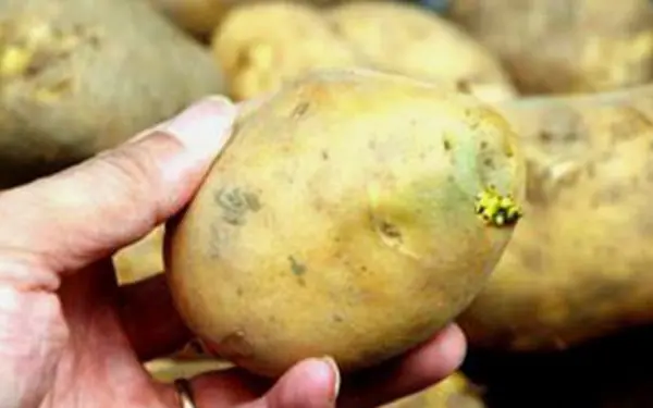 Potatoes are a kitchen staple, but improper storage can cause them to ...