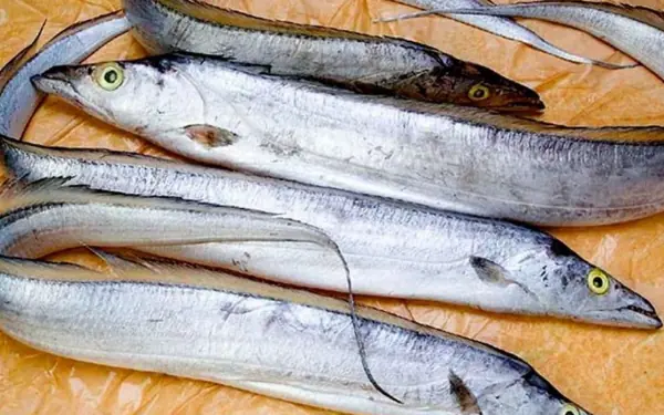 5 Types of Fish as Effective as Natural Insulin for Diabetes Patients ...