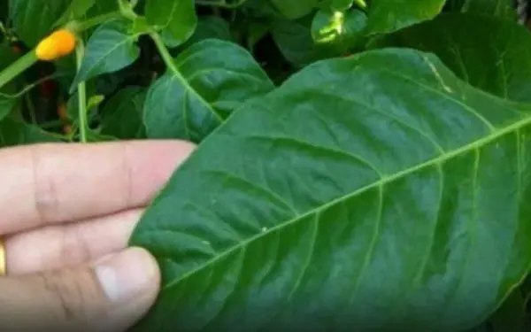 This type of leaf contains a lot of calcium