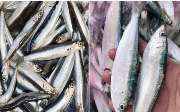 4 types of natural sea fish with lots of meat, few bones, and rich in ...