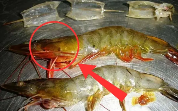 Reminder: If You See These 5 Signs When Buying Shrimp, Don’t Bring Them ...