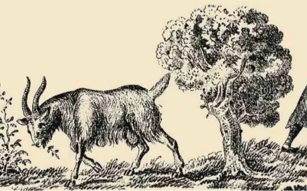 Find the goat's owner in just 5 seconds?