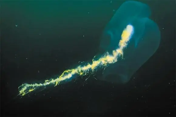 A creature longer than 100 meters, breaking all records
