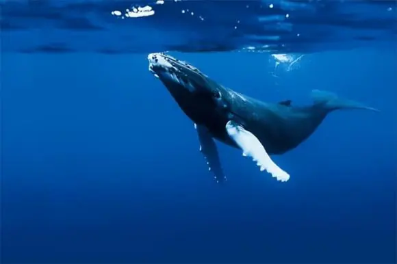 A creature longer than 100 meters, breaking all records