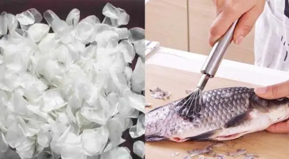 It's the 'treasure' of fish!