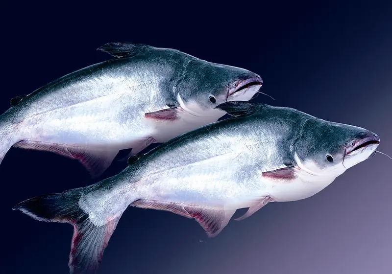 8 types of fish that contain the most mercury