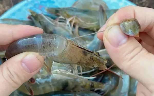 Why you should remove the black vein on the back of shrimp?