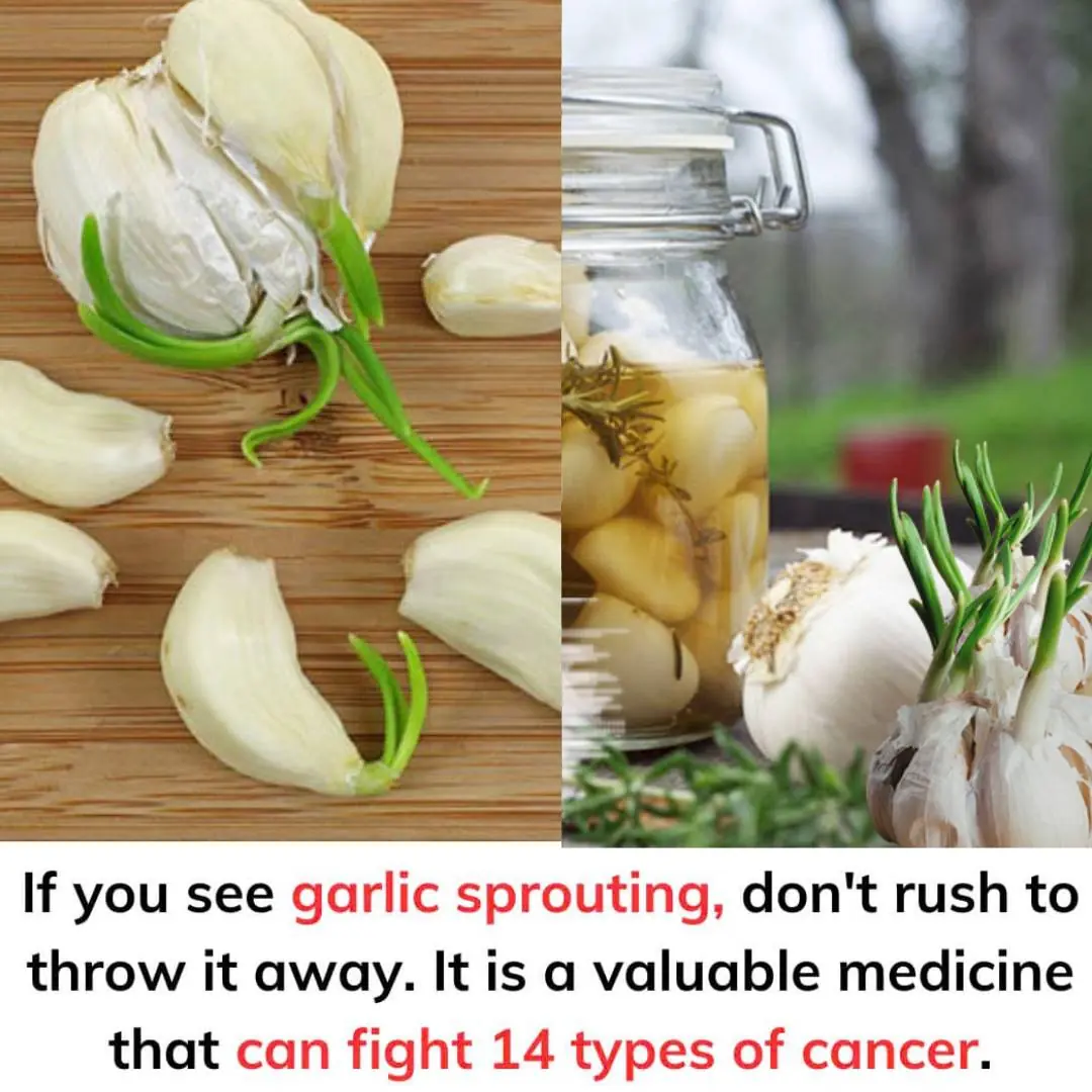 It is a valuable medicine that can fight 14 types of cancer.