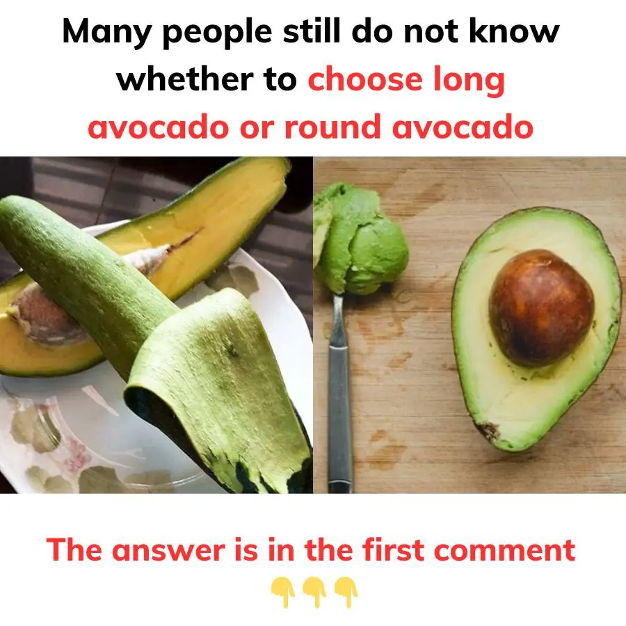 Long avocado or round avocado