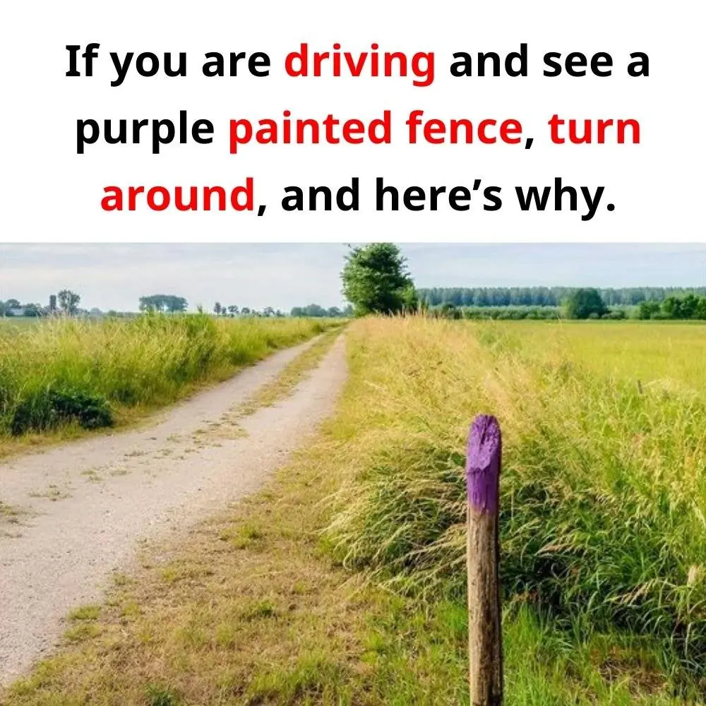 Purple fence