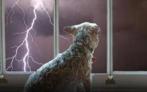 Why are dogs not afraid of anything, but very afraid of thunder?