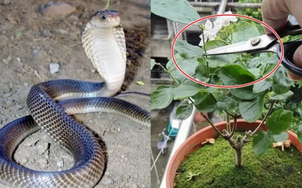 Three types of trees that snakes love