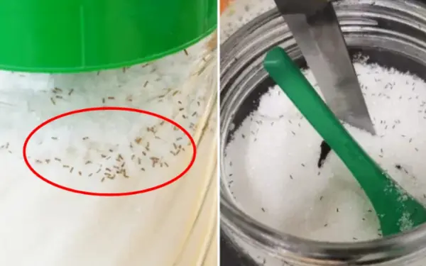 When ants crawl into the sugar jar, don't throw it away