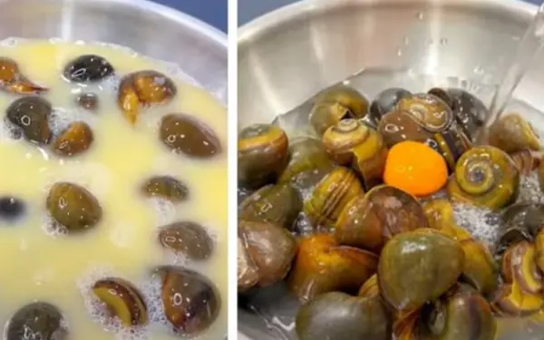 The snails will become cleaner when soaked with this