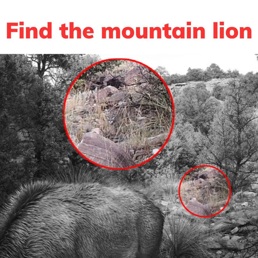 Find the mountain lion