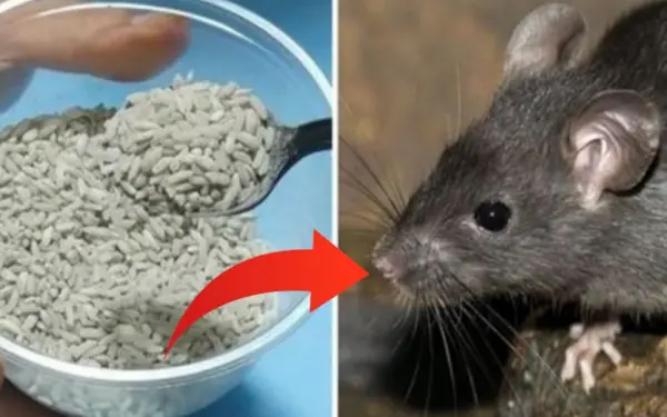 How to chase mice effectively