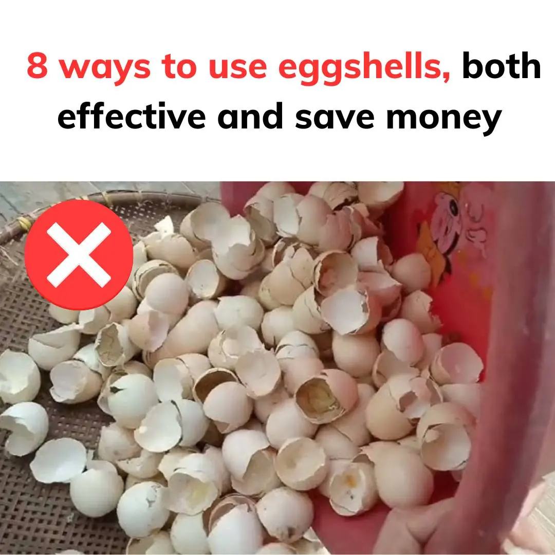 8 ways to use eggshells, both effective and save money