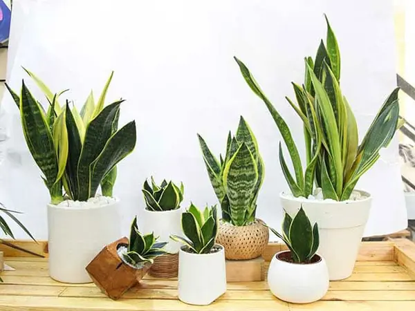 8 types of plants that snakes avoid when they see them