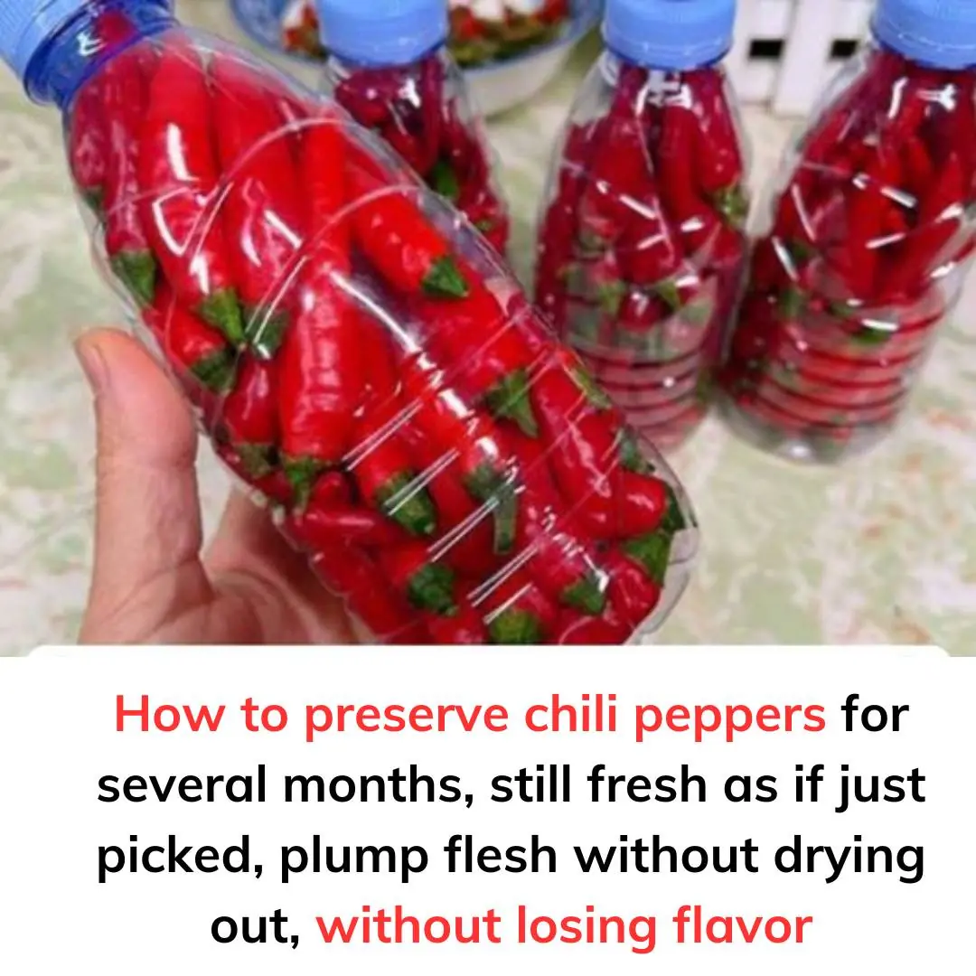How to preserve chili peppers for several months, still fresh as if ...