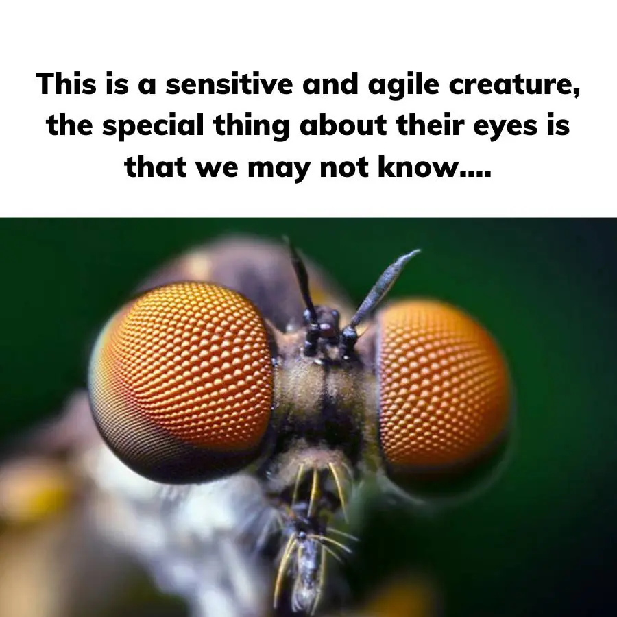 This is a sensitive and agile creature, the special thing about their ...