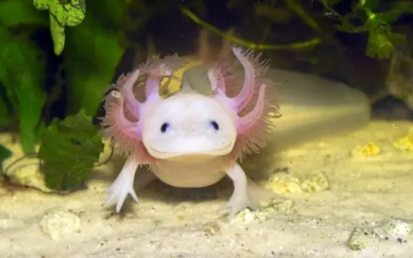 Extremely cute animals that you may not know what they are