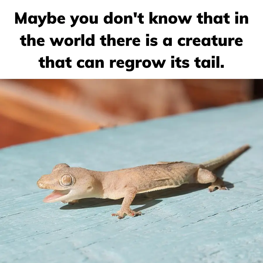 Maybe you don't know that in the world there is a creature that can ...