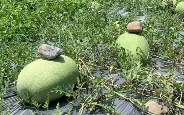Why do you need to put a stone on a watermelon? What's the purpose of that?