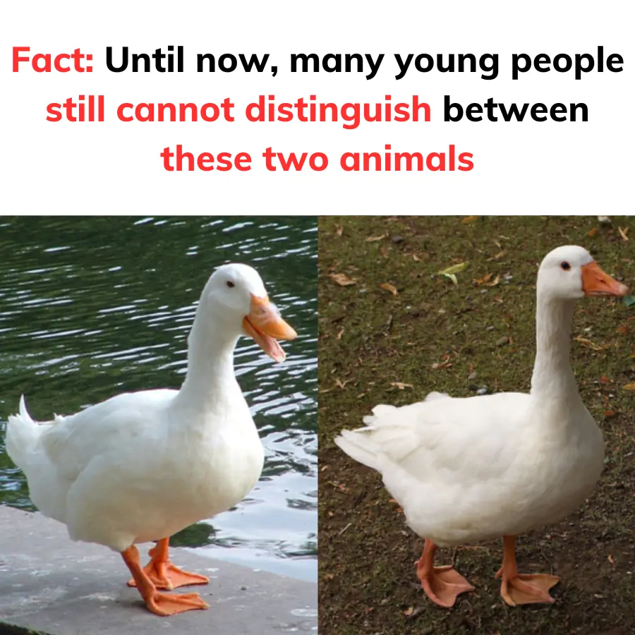 Fact: Until now, many young people still cannot distinguish between ...