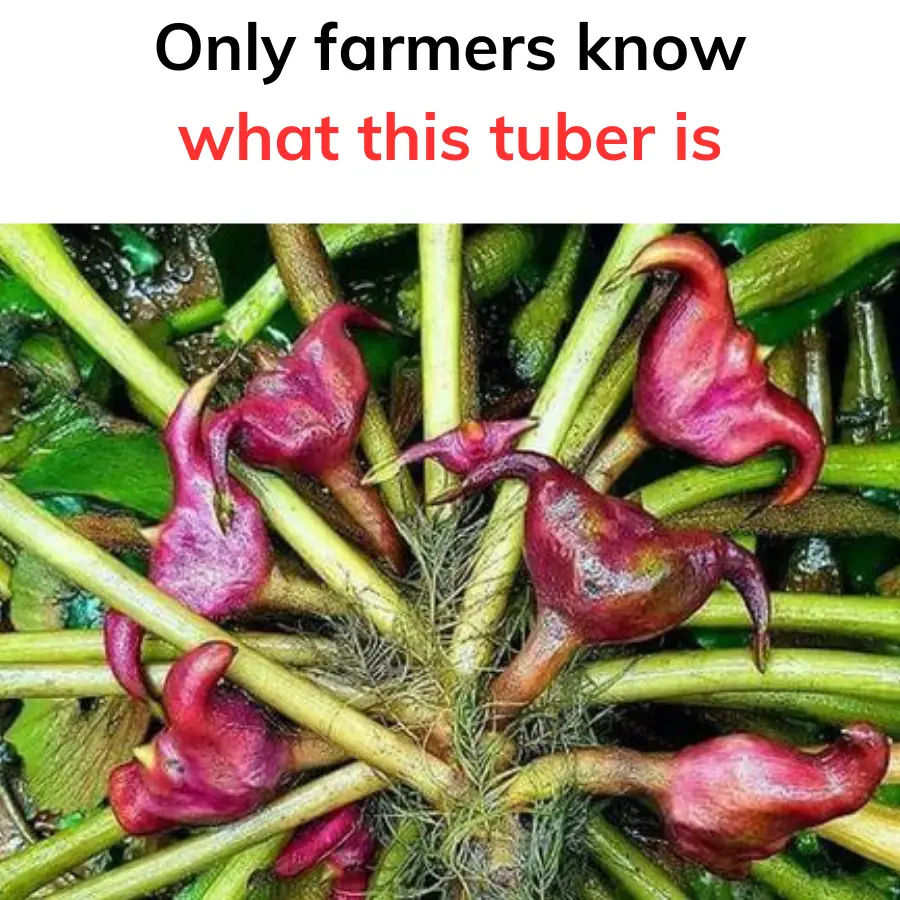 Only farmers know what this tuber is.