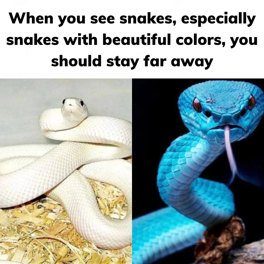 When you see snakes, especially snakes with beautiful colors, you ...