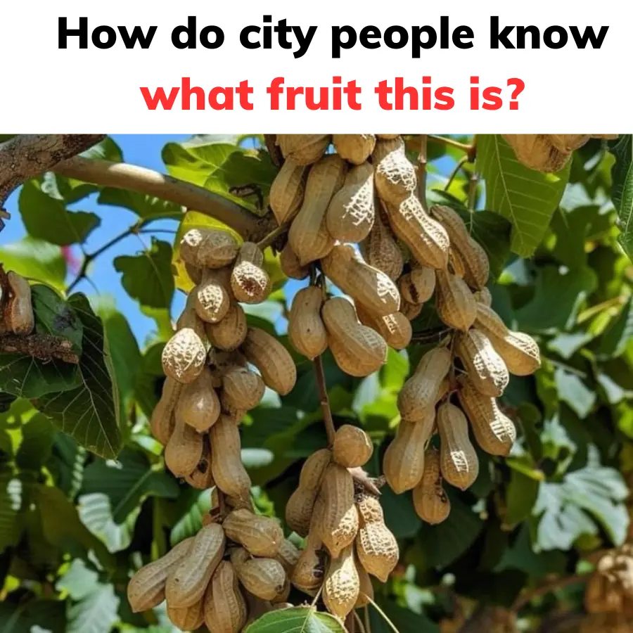 How do city people know what fruit this is?