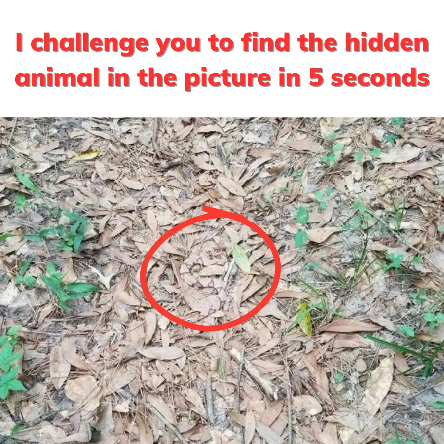 I challenge you to find the hidden animal in the picture in 5 seconds.
