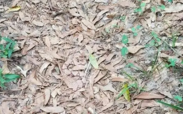 I challenge you to find the hidden animal in the picture in 5 seconds.