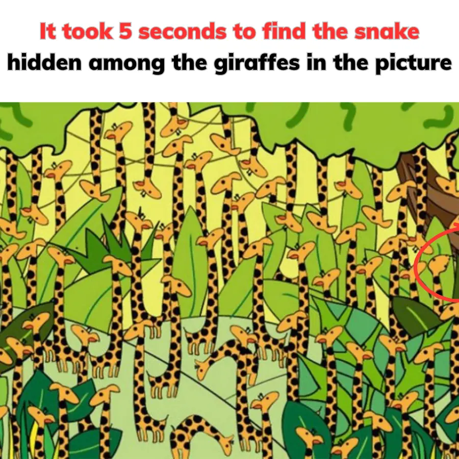 It took 5 seconds to find the snake hidden among the giraffes in the ...