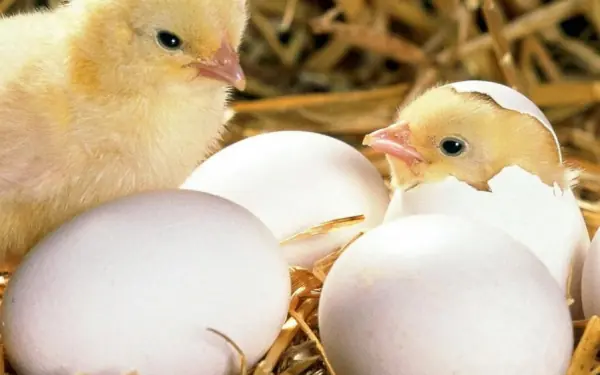 Which came first, the chicken or the egg?