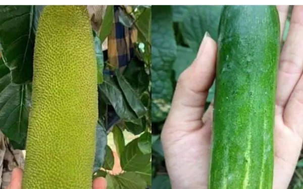 Understand the problem