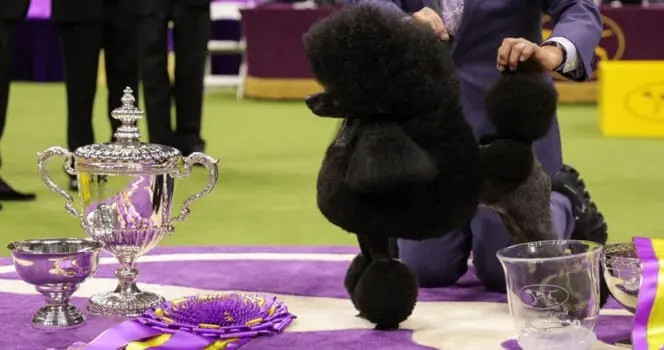 Westminster Dog Show: mini poodle Sage wins Best in Show, mixed-breed ...