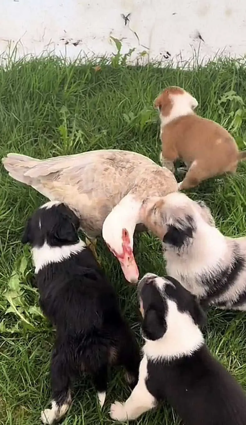 Duck Rejected By Her Own Kind Is Overjoyed To Have New Best Friends