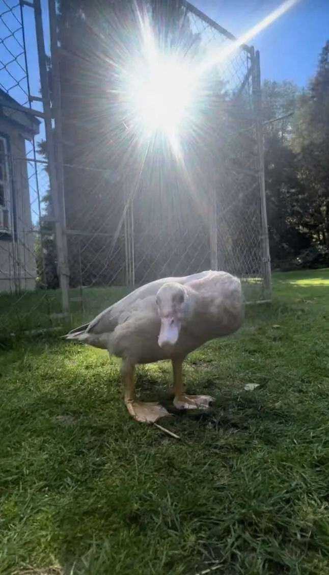 Duck Rejected By Her Own Kind Is Overjoyed To Have New Best Friends