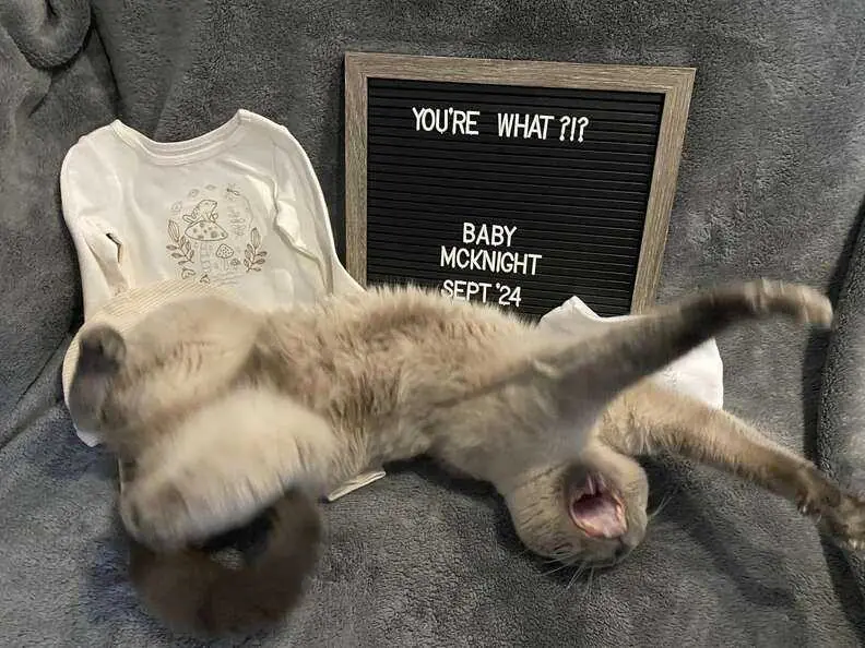 Cat Siblings Throw A Tantrum When They Find Out Mom And Dad's Big News