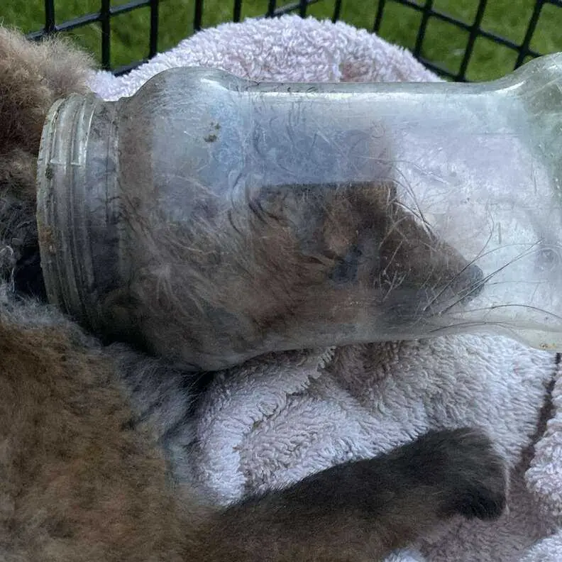 Rescuers Jump To Save Fluffy Baby With Head Stuck In A Plastic Jar