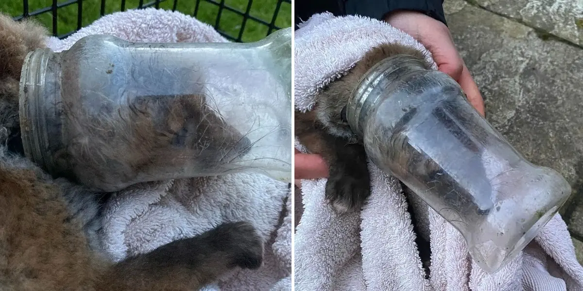 Rescuers Jump To Save Fluffy Baby With Head Stuck In A Plastic Jar