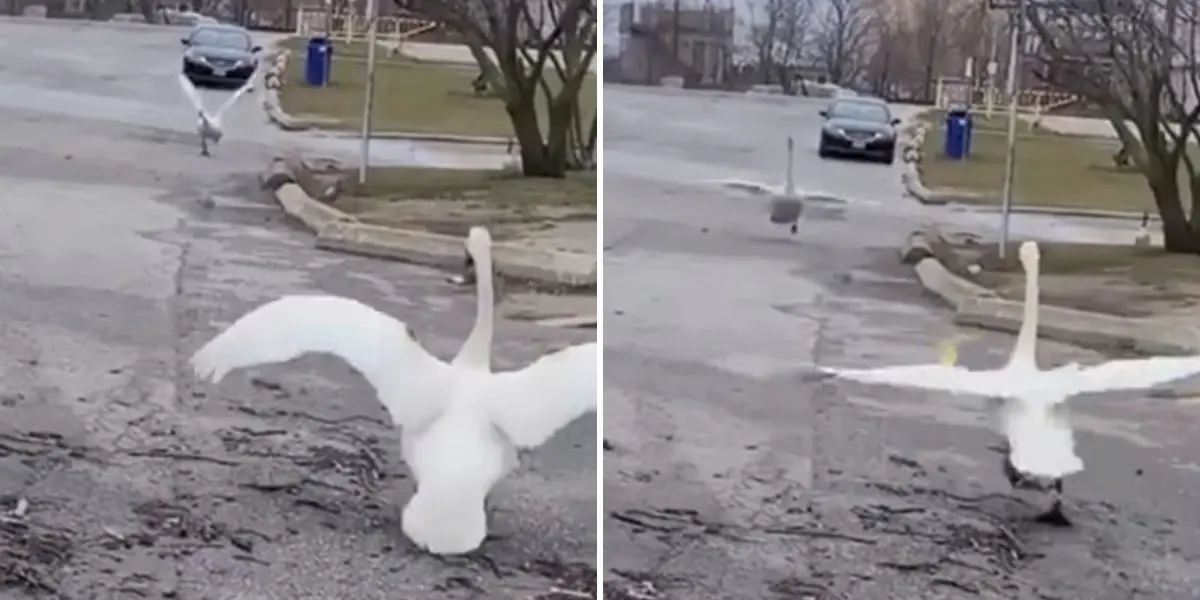 Devastated Swan Takes Off Running When He Sees His Lost Love In The ...